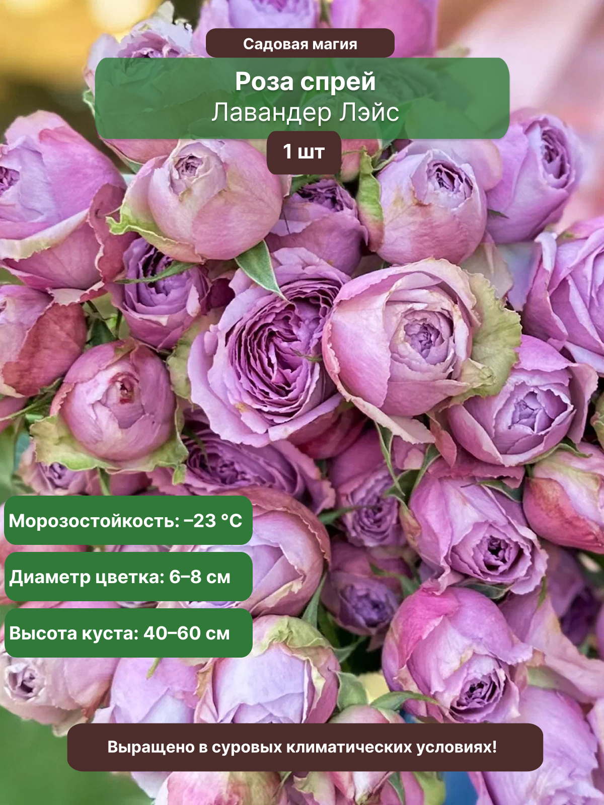 Роза спрей Лавандер Лэйс , 1 саженец , многолетняя , сиреневая