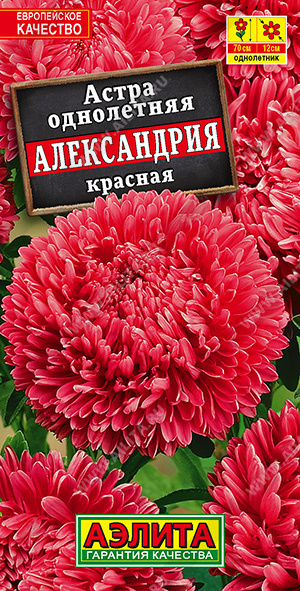 Астра Александрия красная