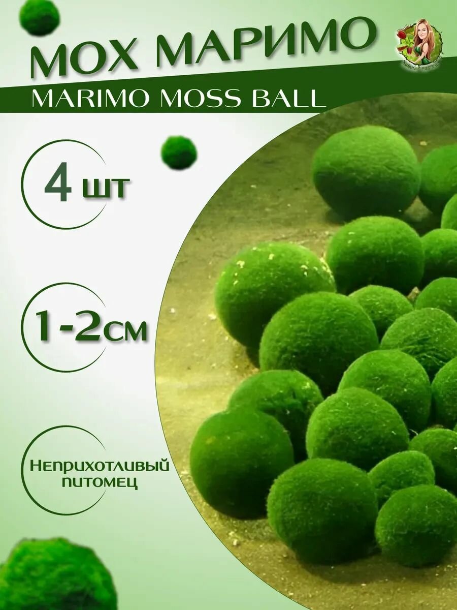 Кладофора шаровидная мох маримо (Aegagropila linnaei) 1-2см