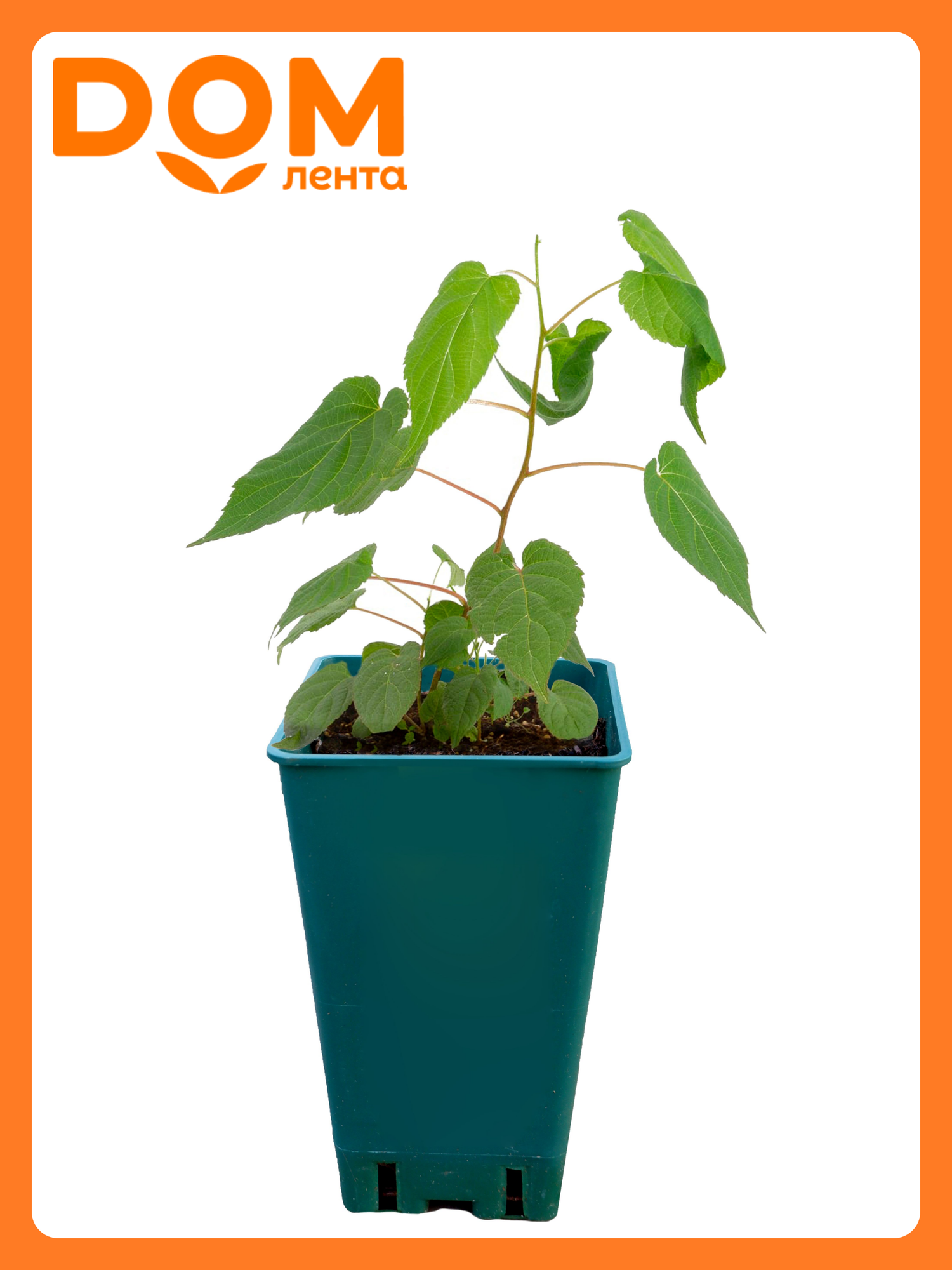 Растение Актинидия Аргутта, многолетнее, ягоды, полутень/солнце