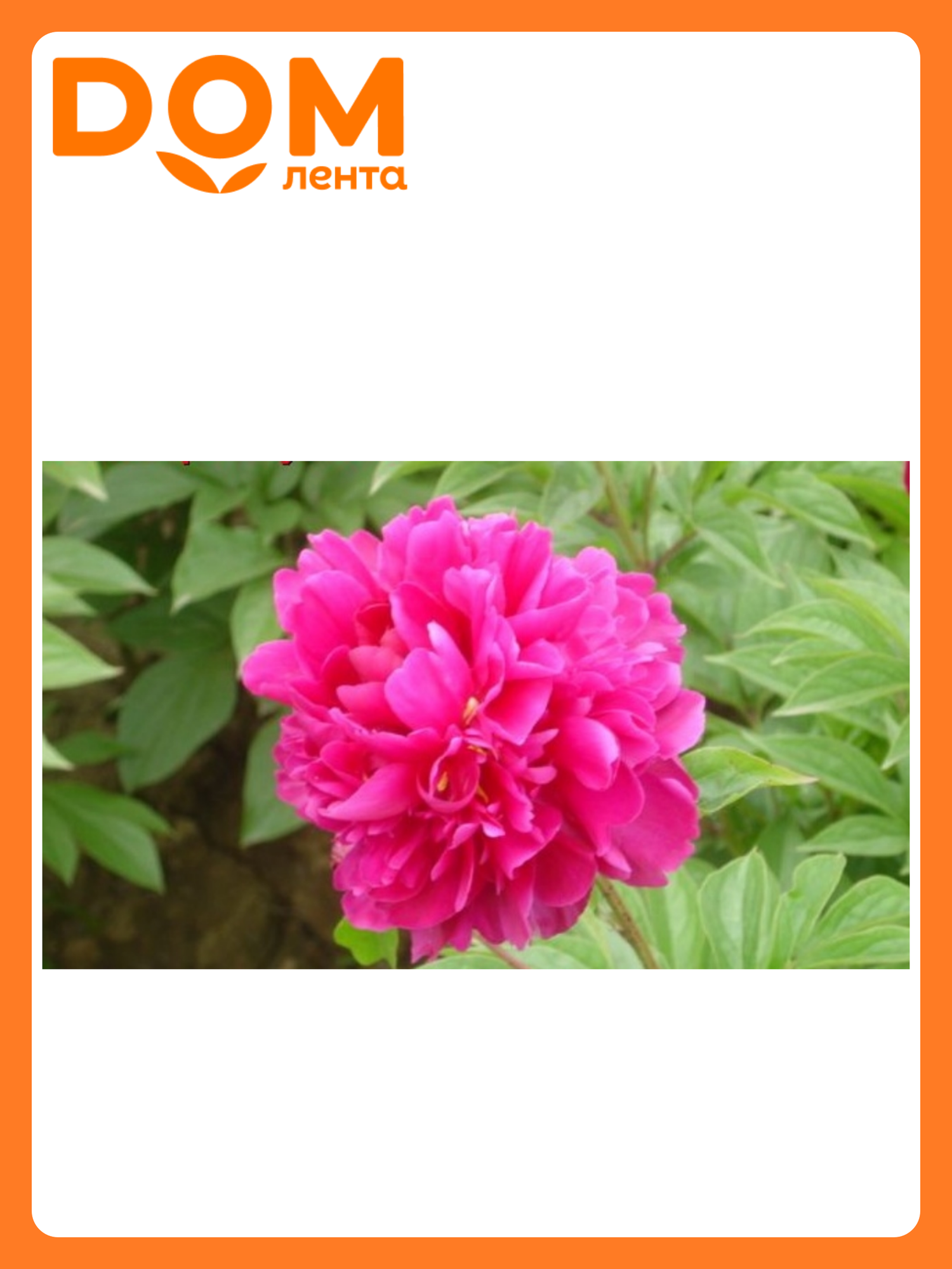 Растение Пион травянистый 7 цветов Blooming Life Китайский Шелк (в тубе)