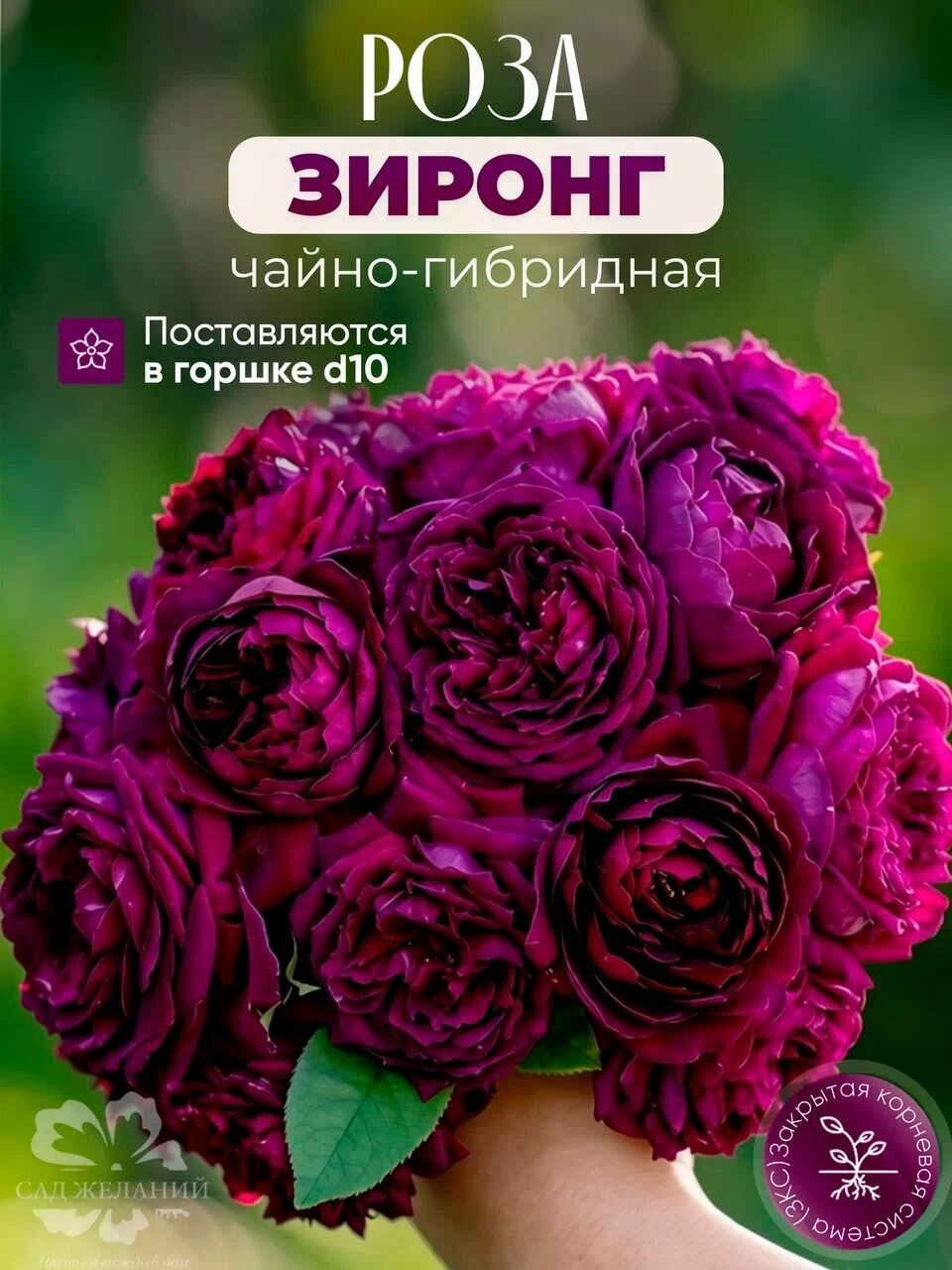 Японская роза Зиронг в горшке 1л, живое растение в горшке, саженец для сада, озеленение участка
