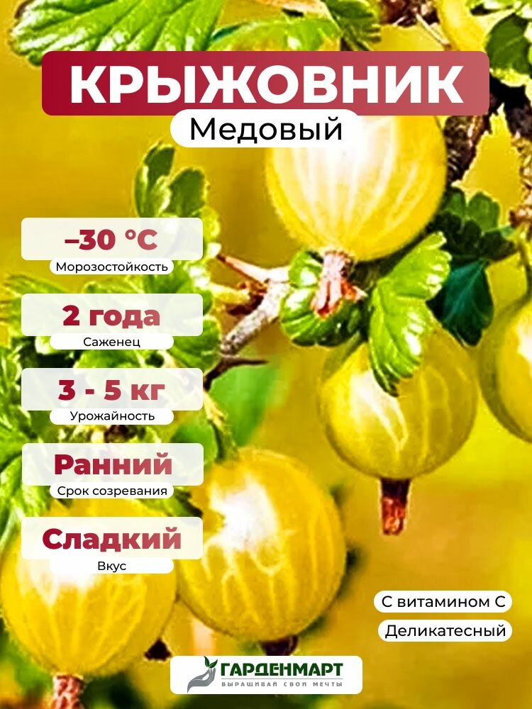 Саженец Крыжовник деликатесный Медовый