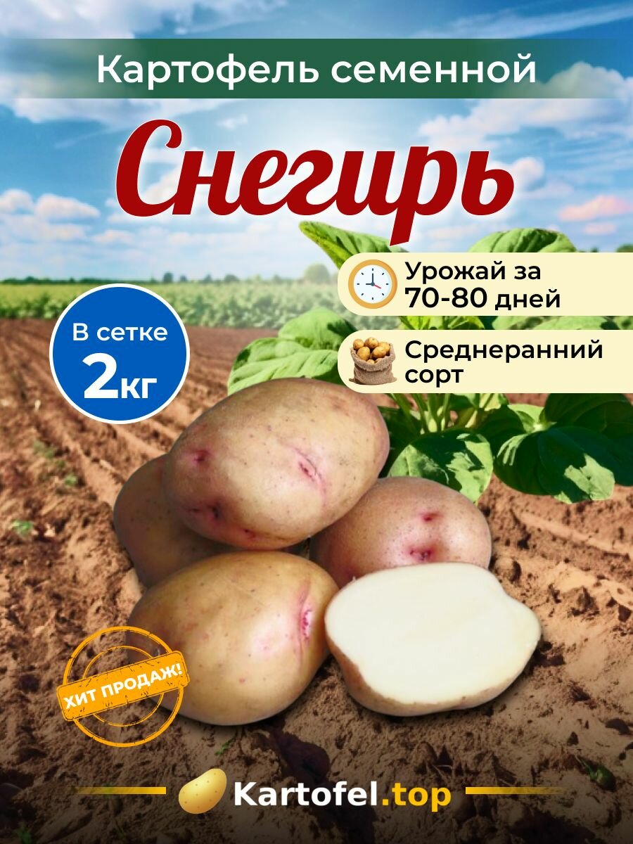 Картофель семенной клубни на посадку, саженцы "Снегирь" элита (2 кг)