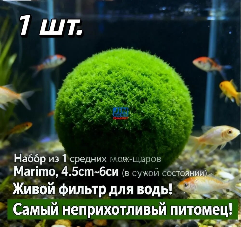 Большой мох-шар Marimo (4.5-6 см) живой аквариумный декор Экологический шар из водорослей