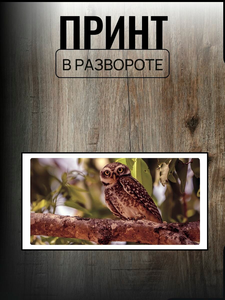 Кружка с рисунком, сова, 330 мл — фото 1