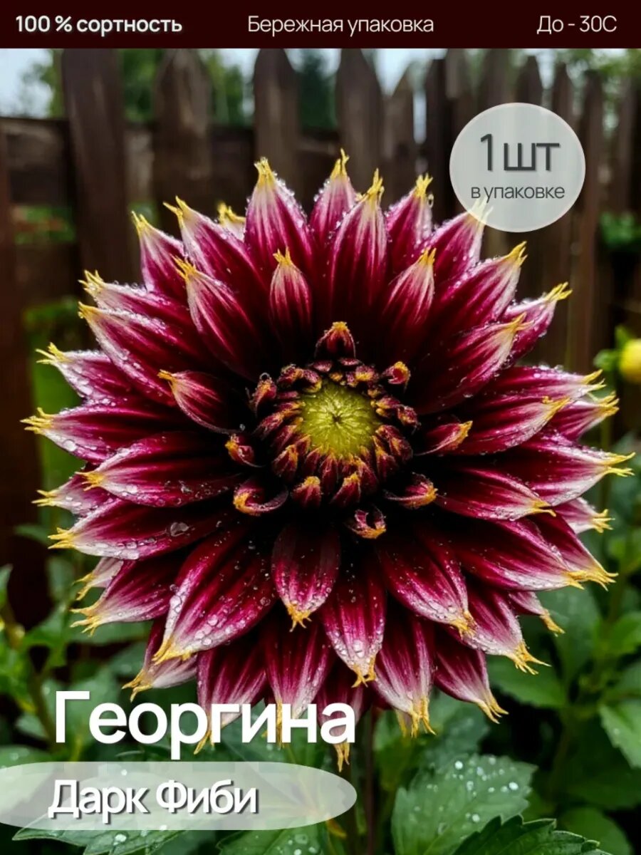 Георгины клубни многолетние Дарк Фиби