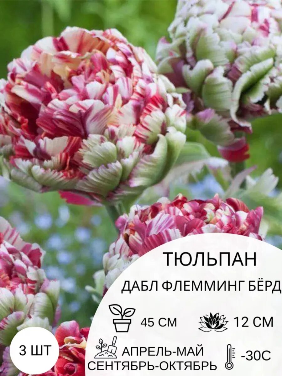Тюльпаны луковицы Флемминг берд