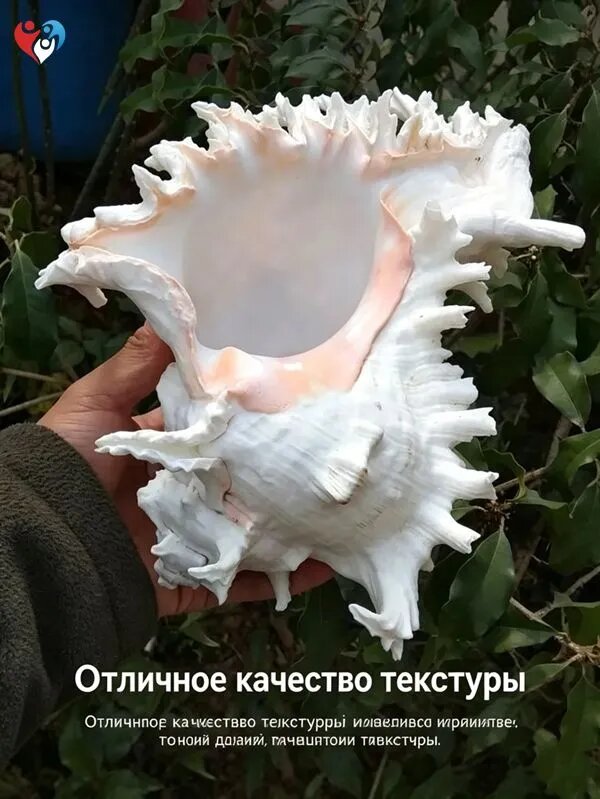 16-23 СМ Натуральная большая коралловая раковина-ракушка для домашнего декора