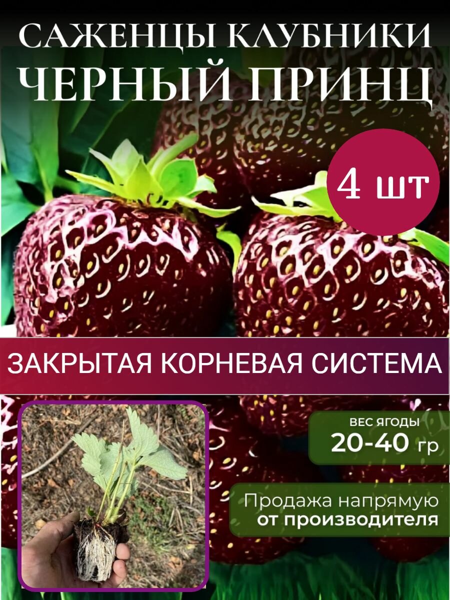 Саженцы клубники с закрытой корневой системой 4 шт рассада для посадки