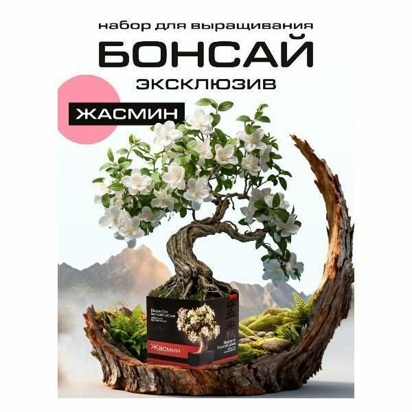 Набор для выращивания растений ЭкоКлуб Вырасти Бонсай дома_ЖАСМИН
