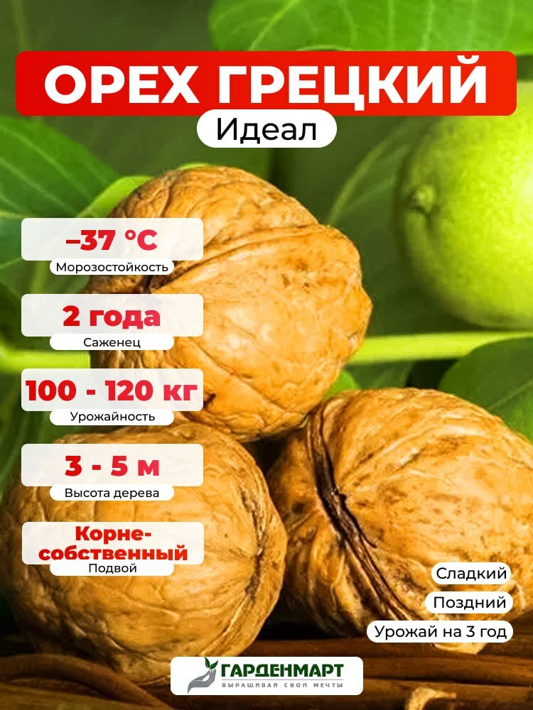 Саженец морозостойкий Орех грецкий Идеал