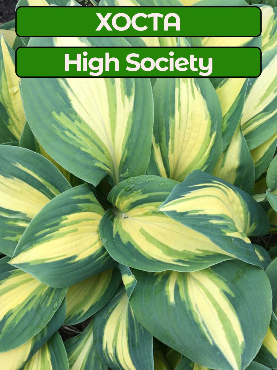 Хоста High Society, 1 шт