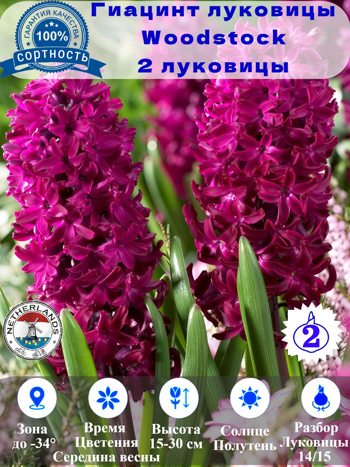 Гиацинт Вудсток, луковицы 2 штуки