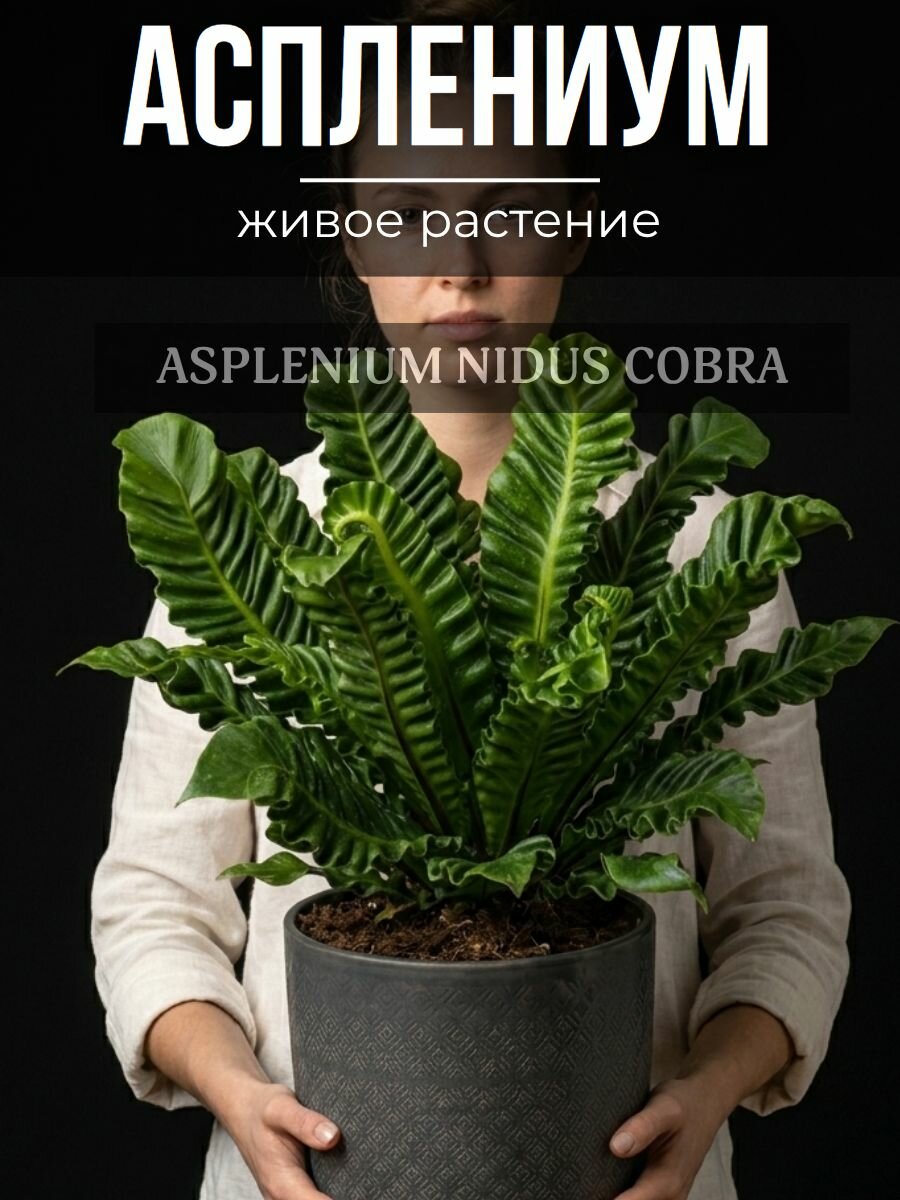 Асплениум Кобра (Asplenium Nidus Cobra) D7см, живое растение