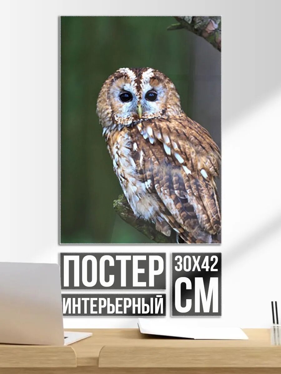 Постер на стену Сова