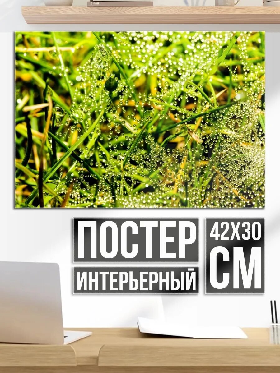 Плакат постер Роса на траве