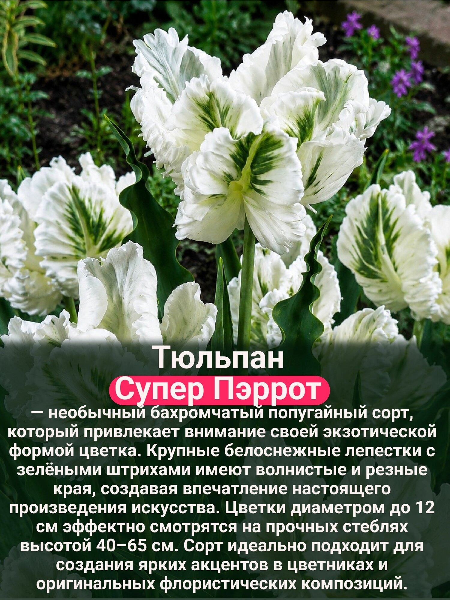 Тюльпаны попугайные многолетние луковицы "Супер Пэррот" 7 шт — фото 1