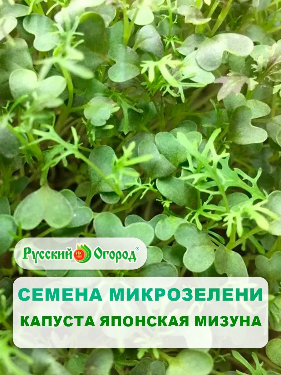 Семена Микрозелень "Капуста японская Мизуна мини" 5 г, однолетняя зелень, зелень и пряности для дома, дачи и огорода, в открытый грунт, на балкон, в контейнер, на подоконнике, в домашних условиях