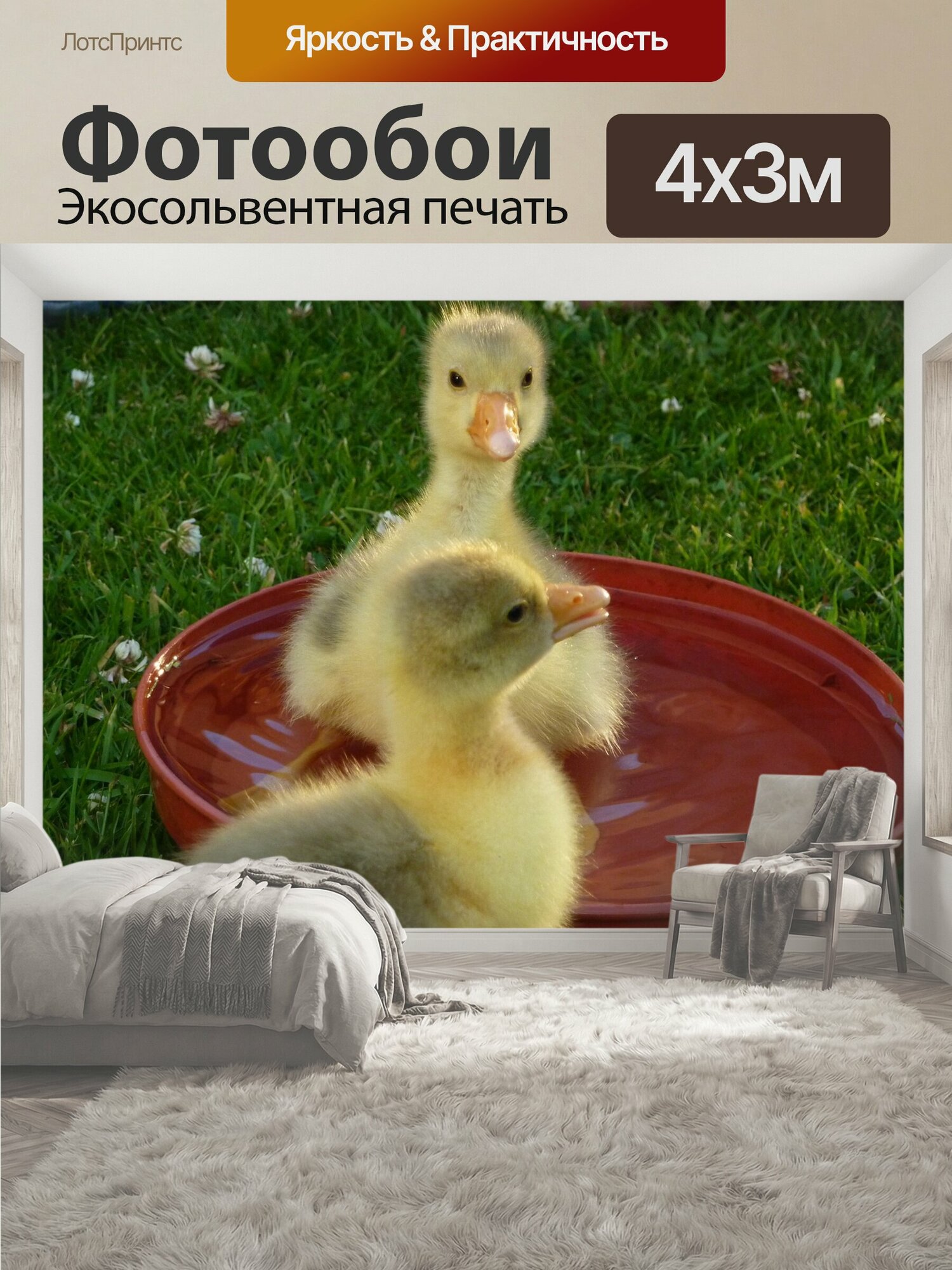 Фотообои "Гусят, baby гуси, водоплавающая птица" 400x300 см. экосольвентная печать