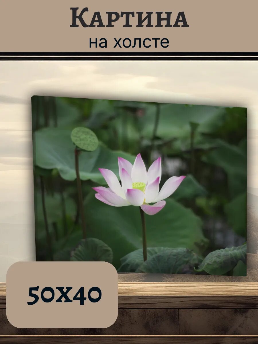Картина Постер Таиланд Тай 40x50 с цветком лотоса