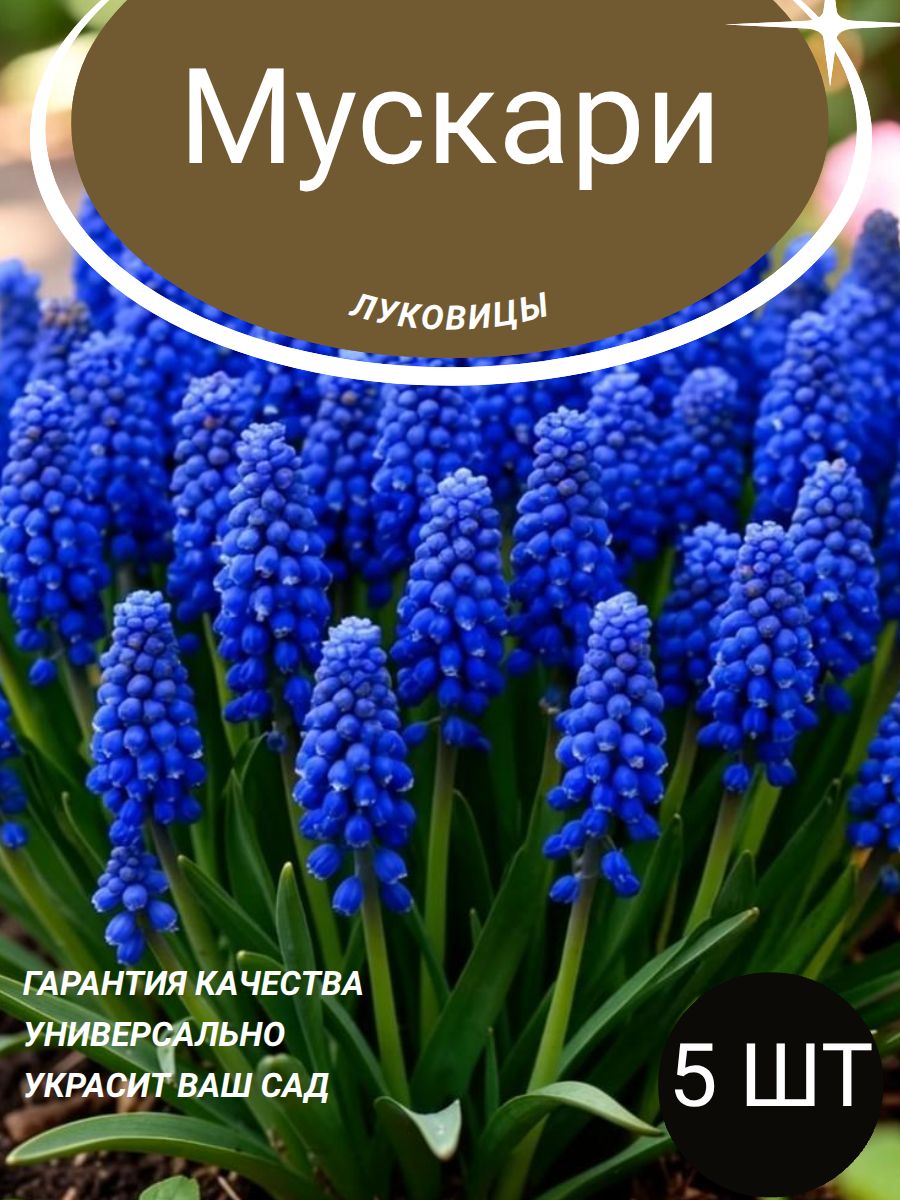 Луковицы Мускари