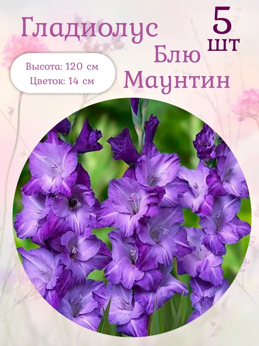 Гладиолус махровый, многолетние цветы, луковицы 5 штук