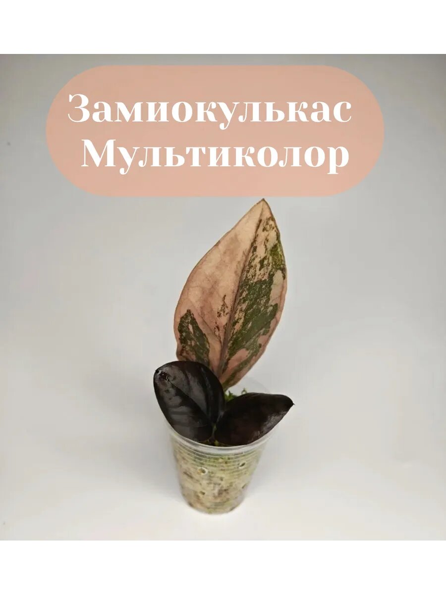 Замиокулькас Мультиколор