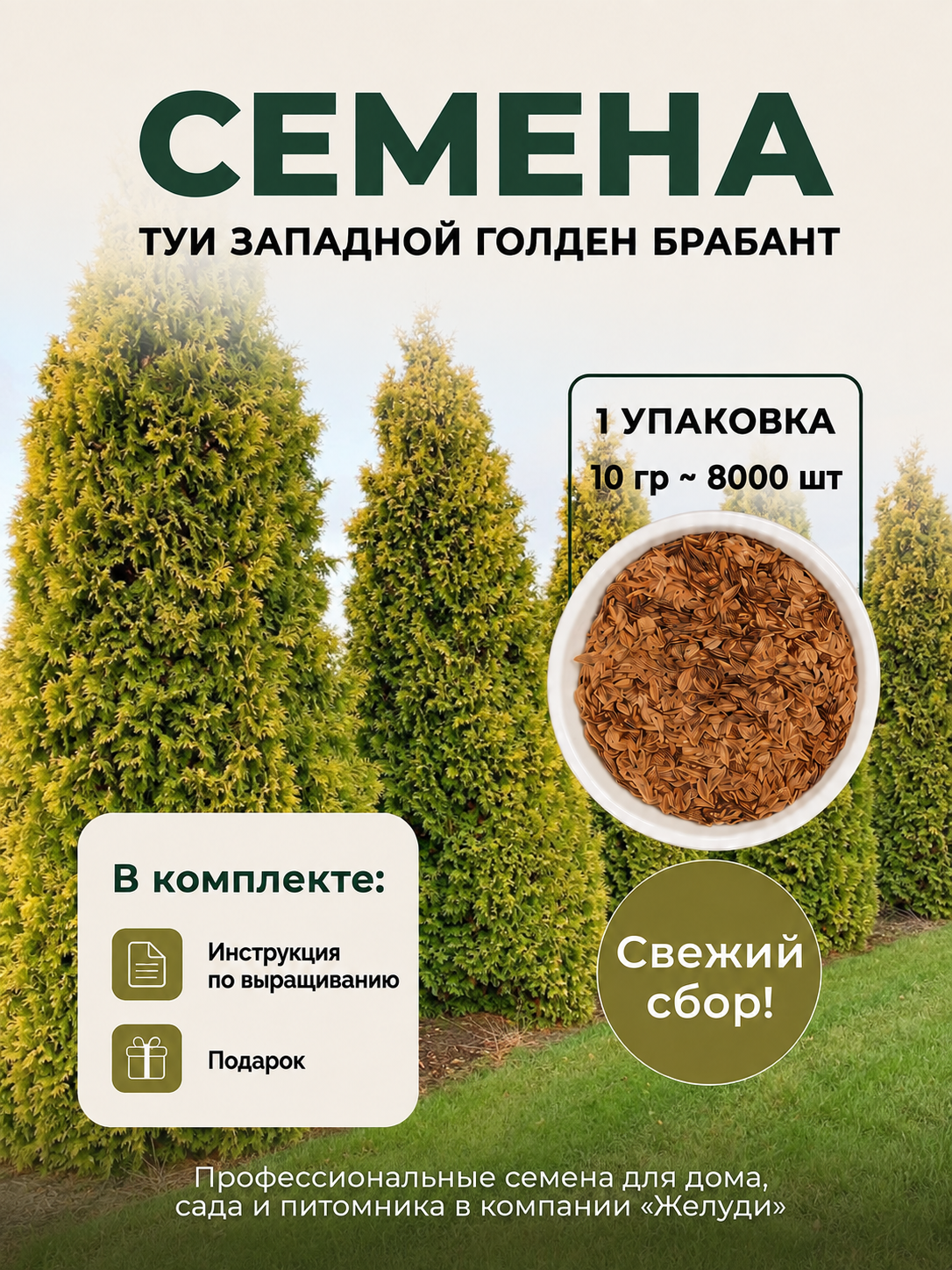 Семена Туи западной Голден Брабант, 10 грамм (примерно 8000 шт)