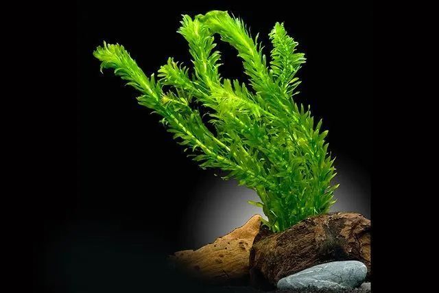 Элодея (Elodea)