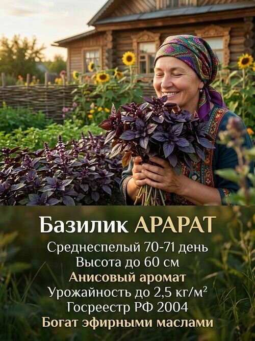 Базилик овощной арарат Сорт Госреестра РФ 2004! Среднеспелый 70-71 день, высота до 60 см, синевато-зеленые листья с антоцианом, сильный анисовый аромат, для свежего и сушеного использования