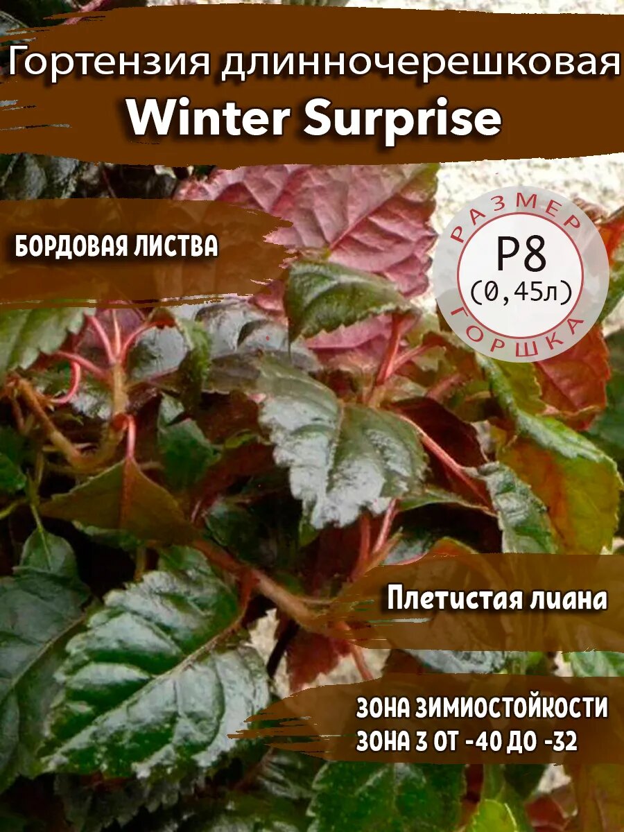 Гортензия длинночерешковая Winter Surprise