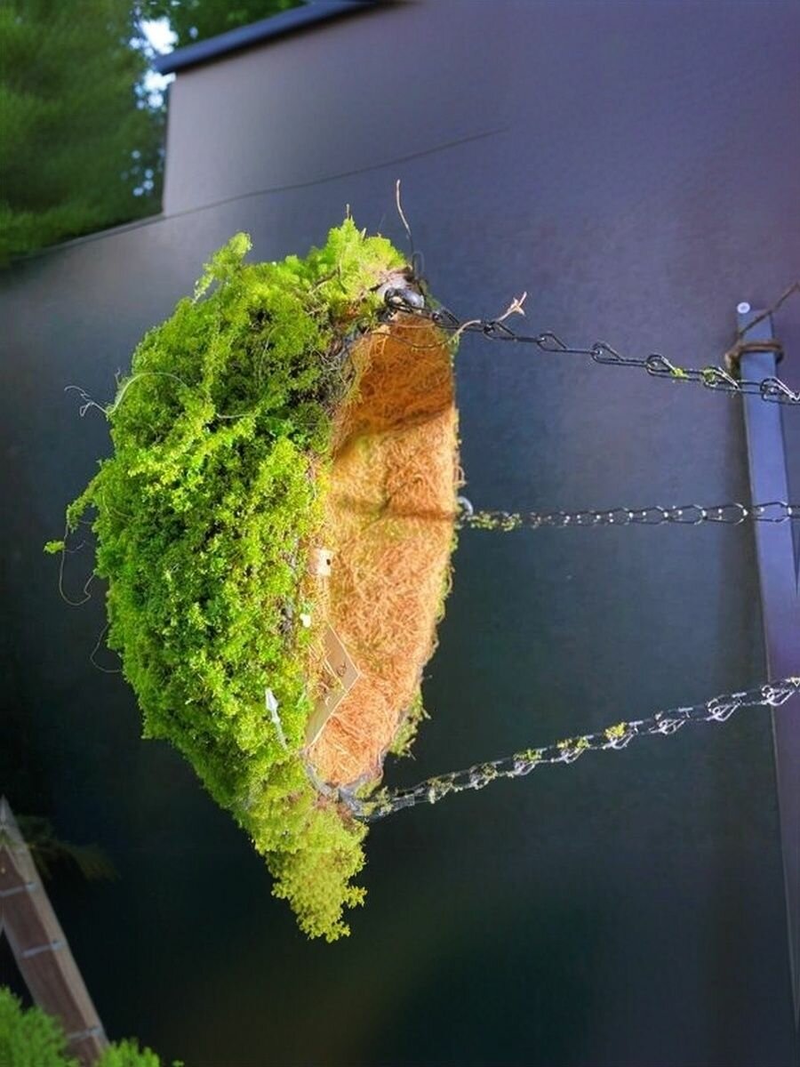 Кашпо для цветов "Сфагнум" с кокосовым волокном, настенное d 25см, мох