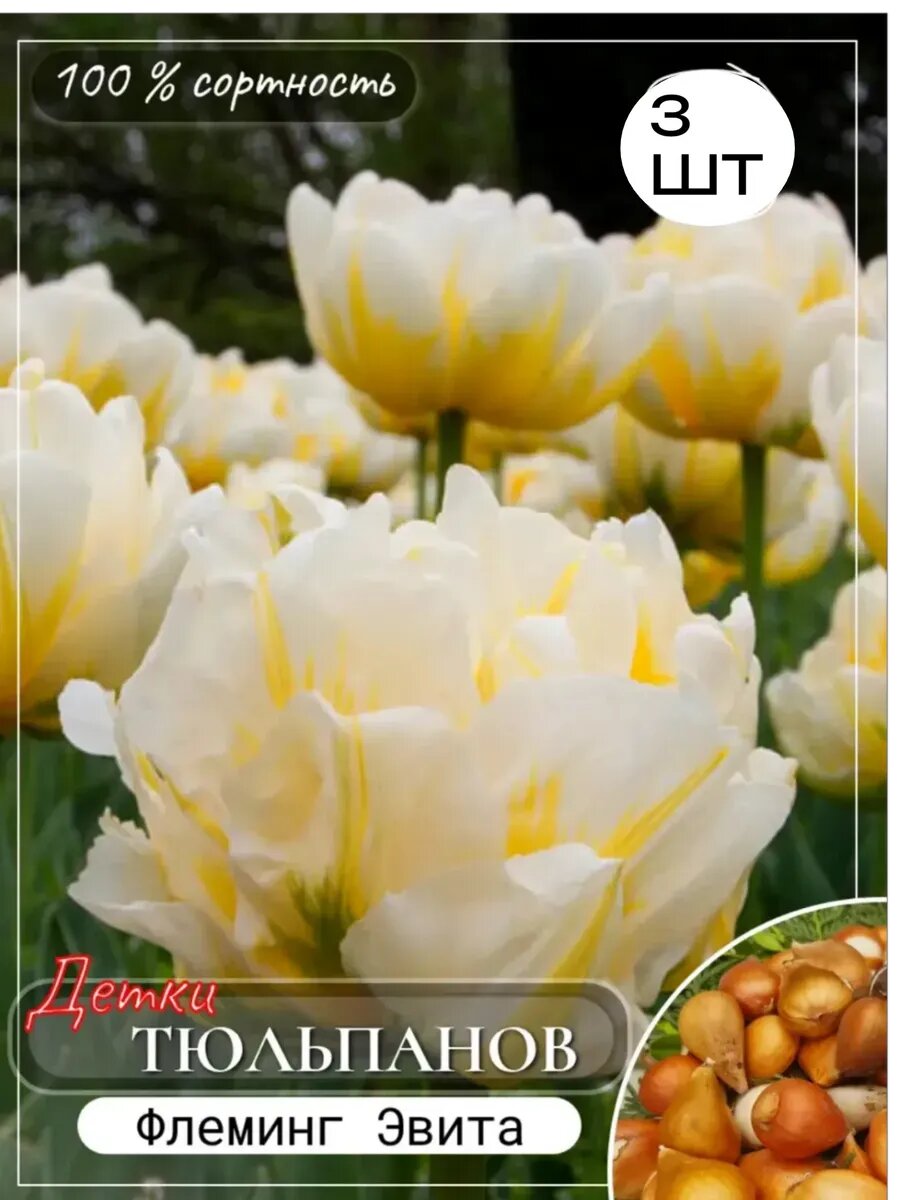 Луковицы тюльпанов Флеминг Эвита