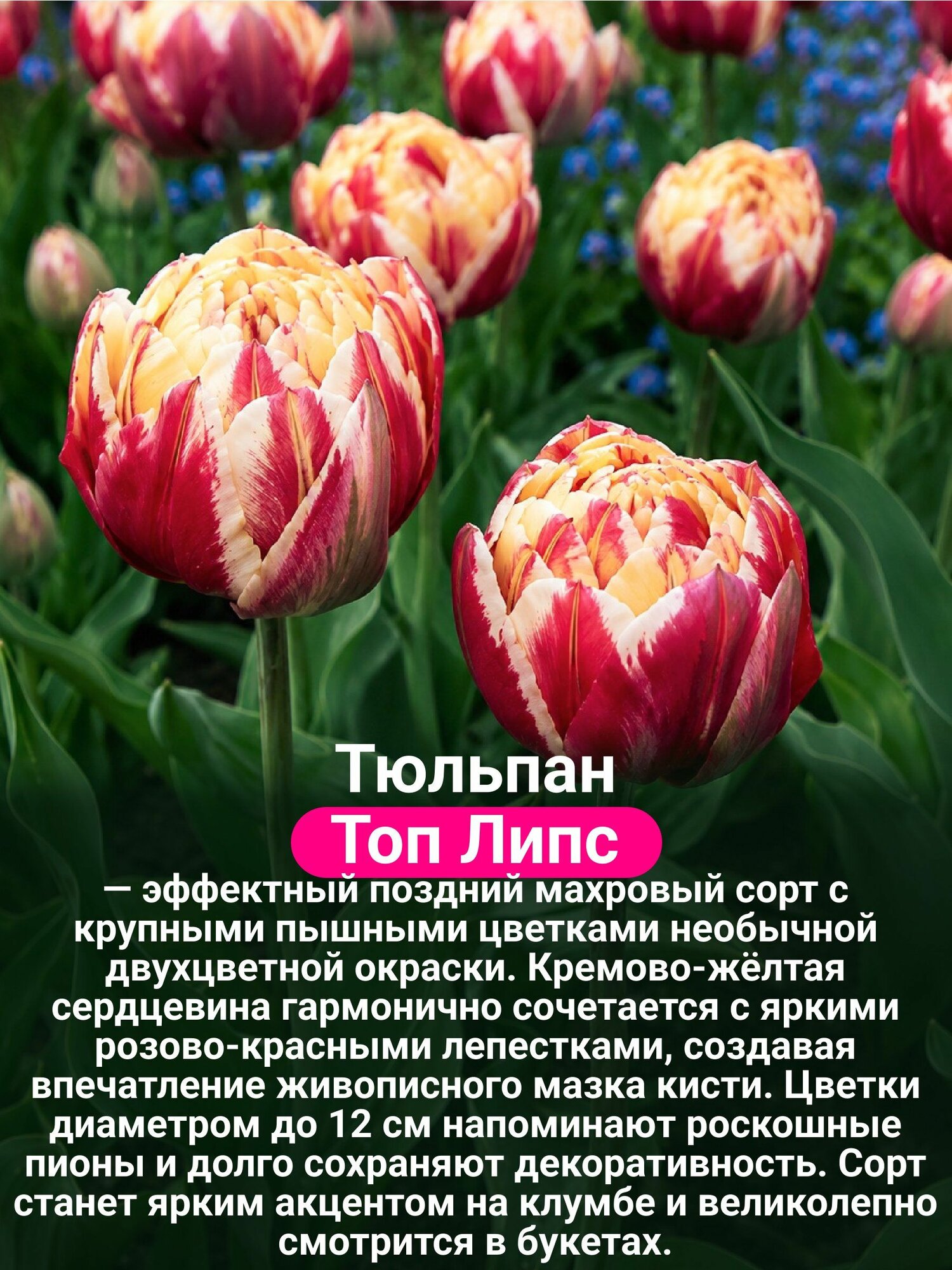 Тюльпаны махровые многолетние луковицы сорта "Топ Липс" 7 шт — фото 1