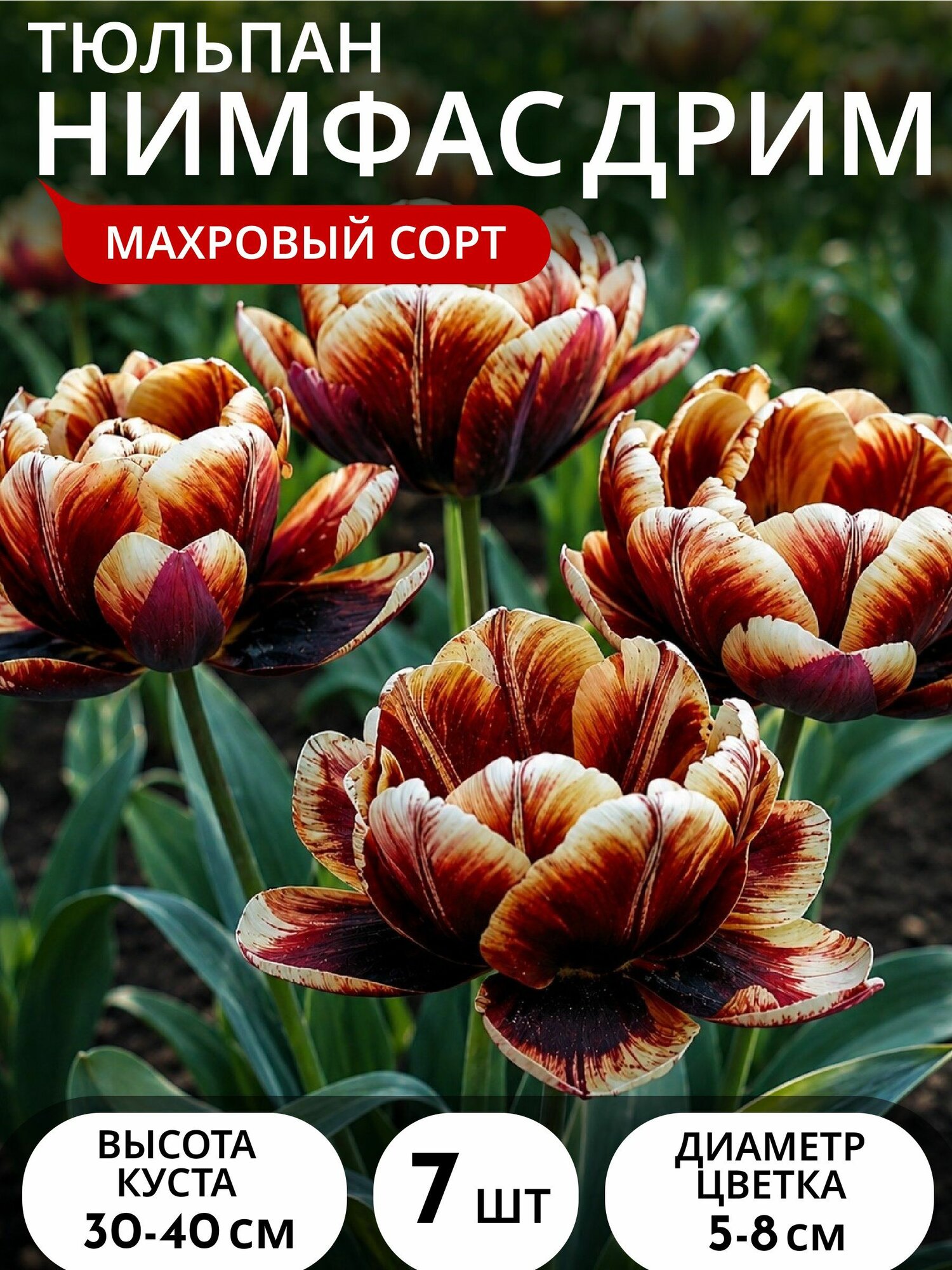 Тюльпаны многолетние луковицы сорта "Нимфас Дрим" 7 шт в упаковке