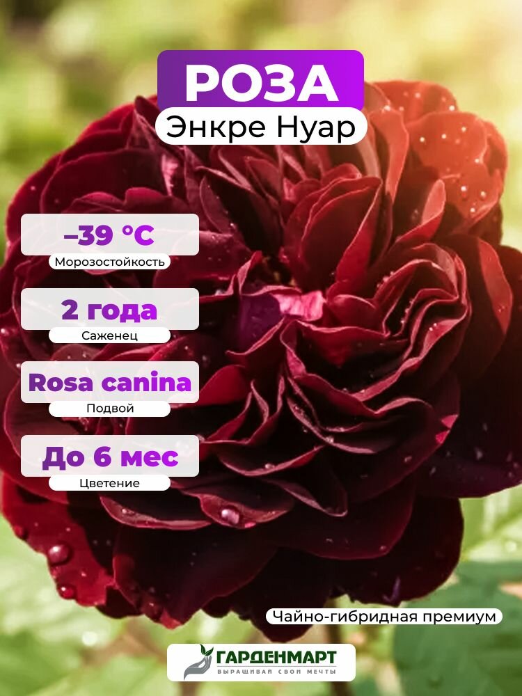 Саженец Роза чайно-гибридная премиум Энкре Нуар