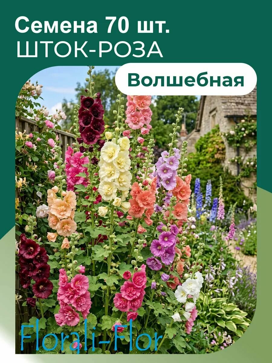 Шток-роза Семена