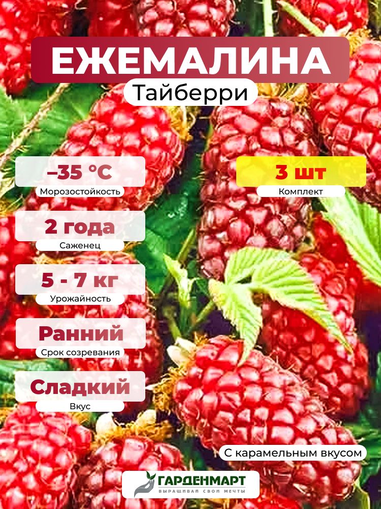 Саженец Ежемалина с карамельным вкусом Тайберри, комплект 3 шт.