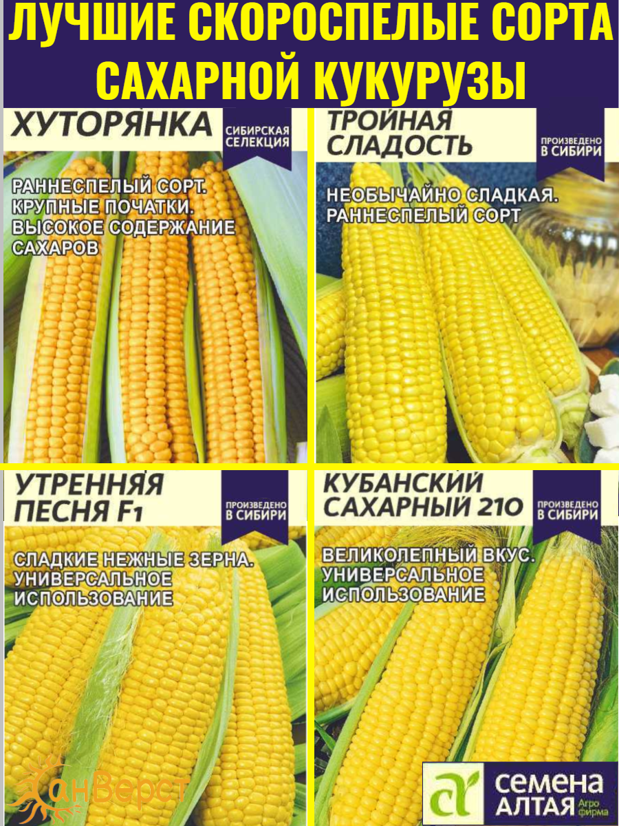 Набор семян ранних сортов сахарной кукурузы для посадки от агрофирмы Семена Алтая