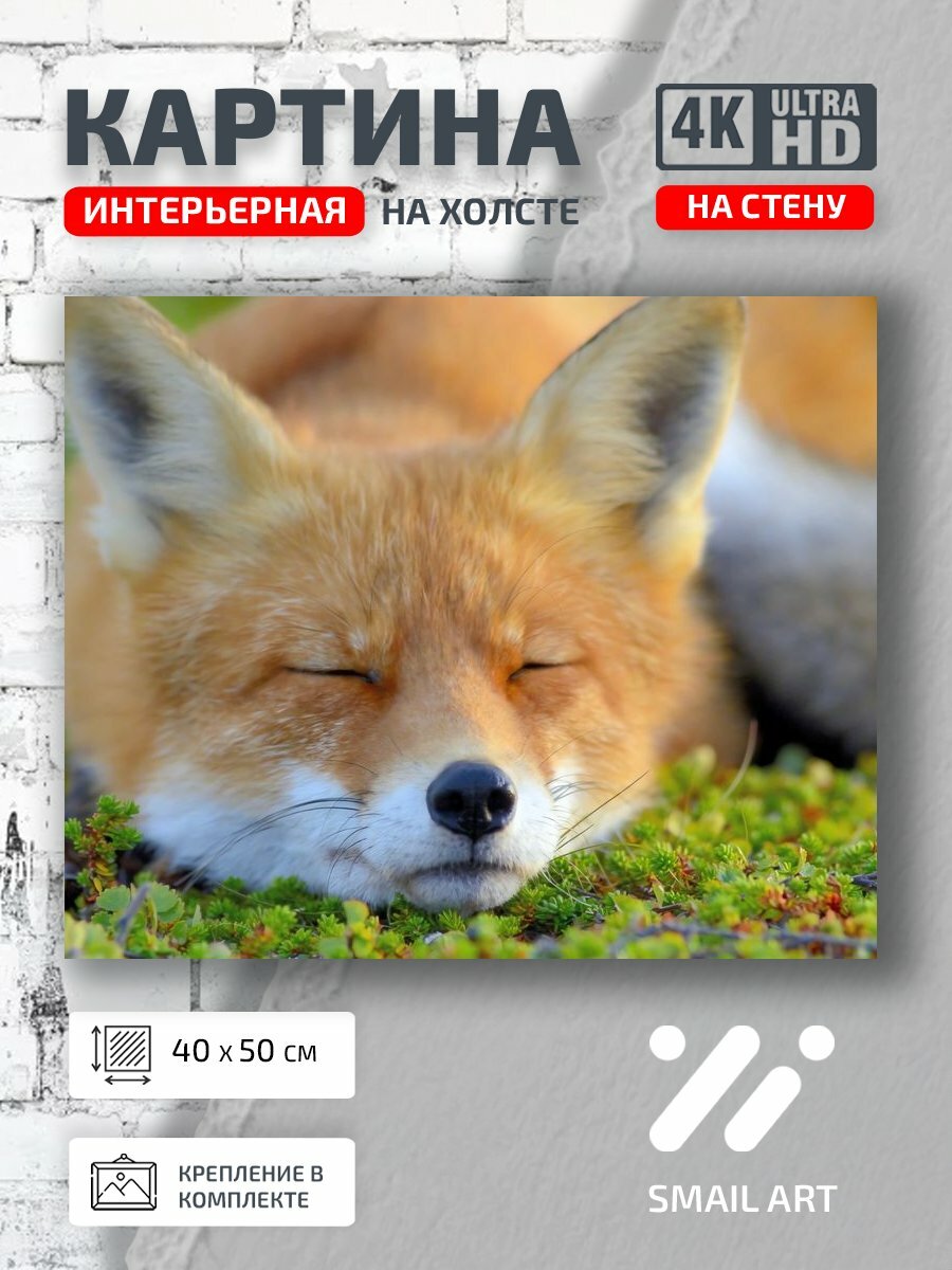 Картина на холсте интерьерная 40 на 50 на стену Мордочка Animal для детской animal style