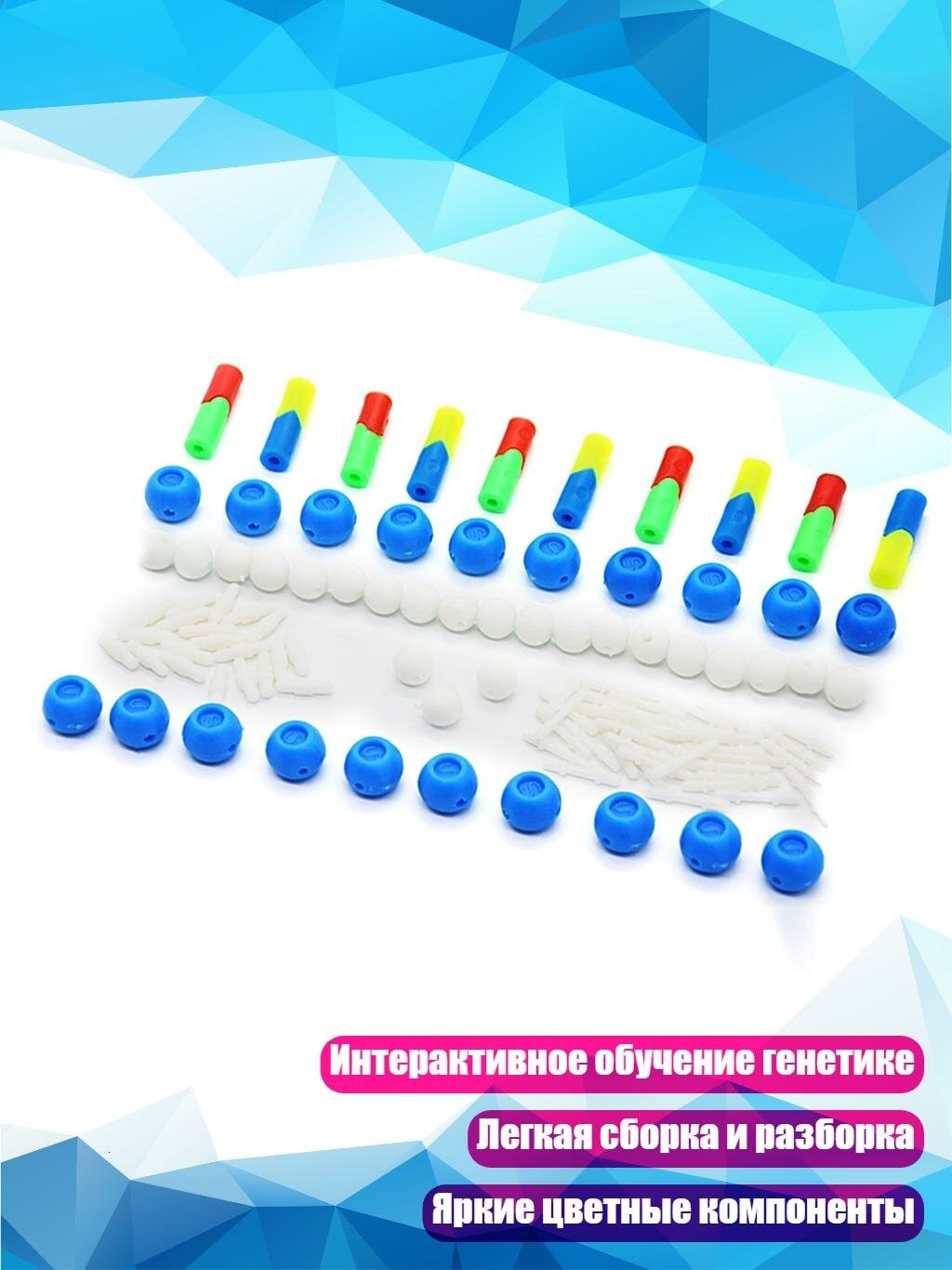 Модель ДНК двойной спирали