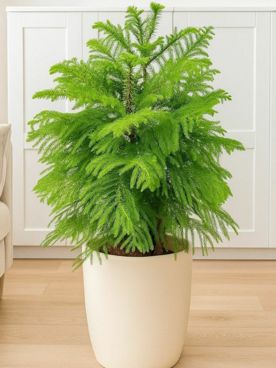 Саженец комнатного растения GREEN TOWN "Араукария", высота 23 см, многолетние