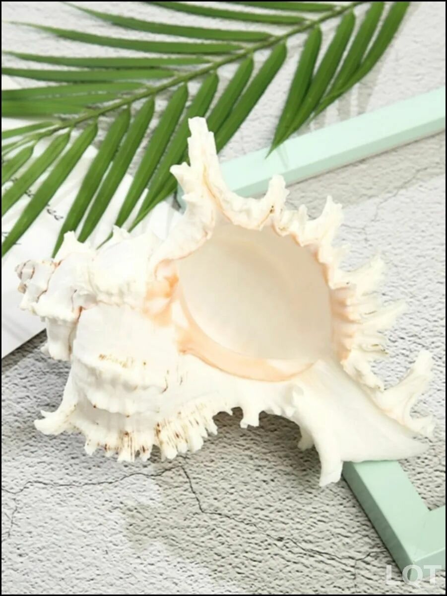 Ракушка морская, натуральная Мурекс, " Белая невеста" 10см./декорация для аквариума