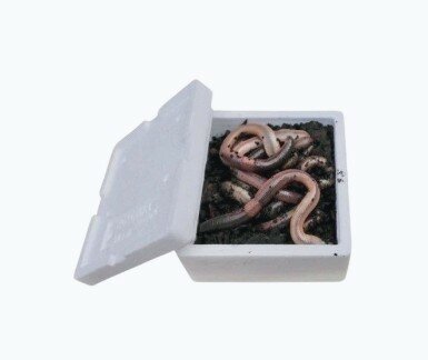 Червь дендробена Венета живой для рыбалки размер SPORT-MIX. (длина червя: до 10 см, диаметр 1-2 мм, вес от 1 до 1,5 грамм.). 25 грамм.