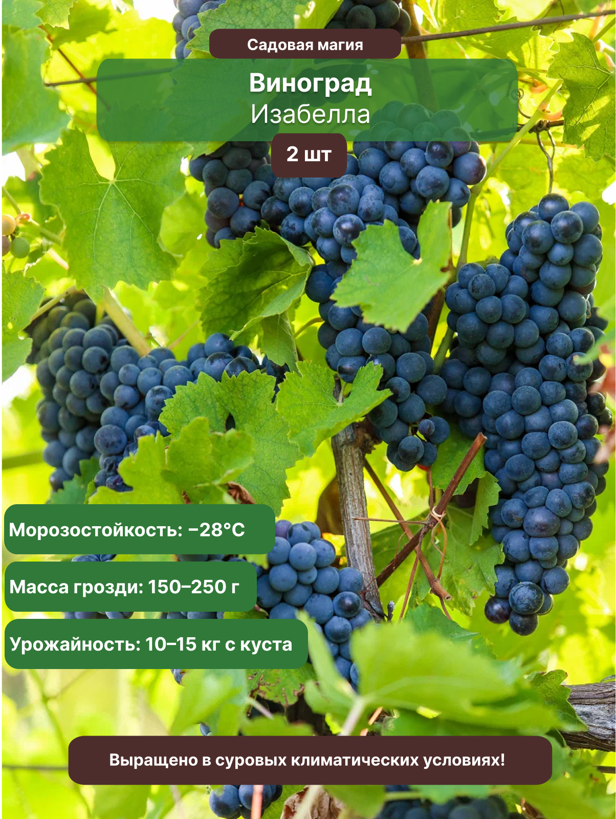 Виноград Изабелла 2 шт / многолетний, морозостойкий сорт (для всех регионов)