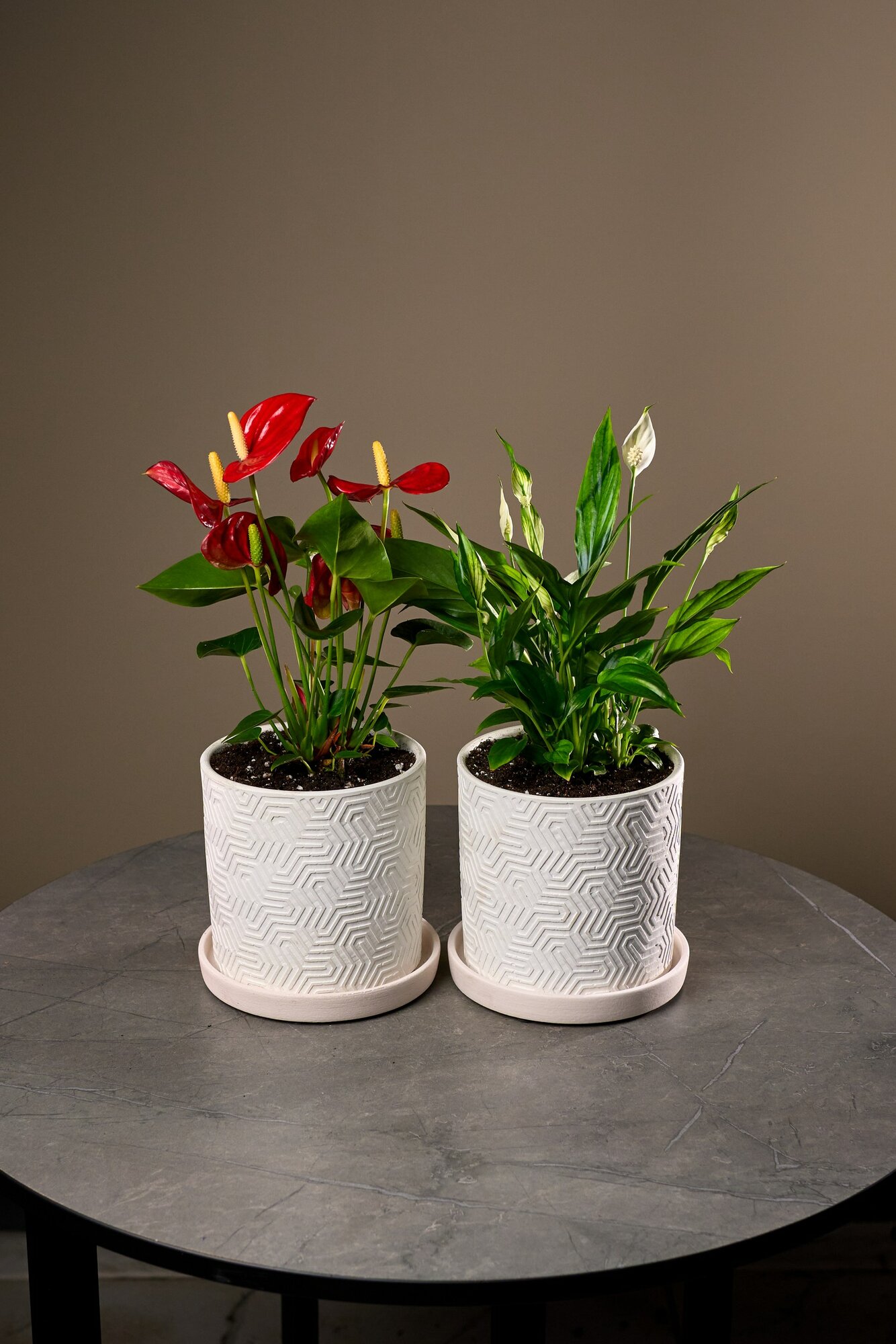 Мужское/Женское счастье (набор из Антуриума и Спатифиллума) от бренда Margo plants.