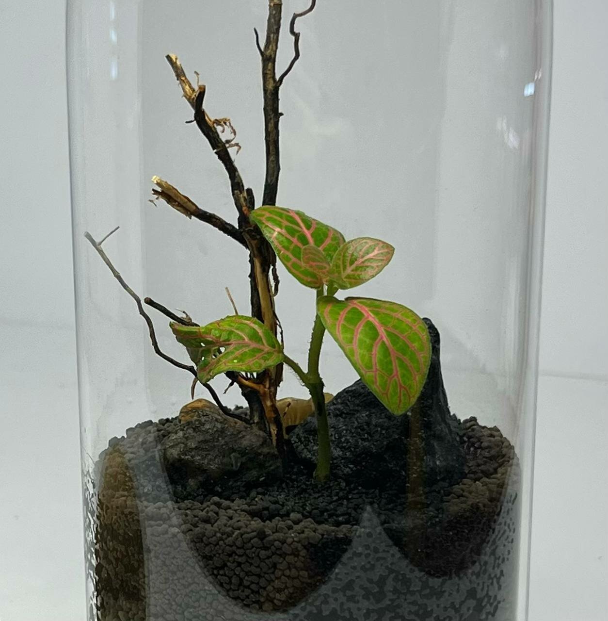 Флорариум «сад в бутылке» с неприхотливыми растениями фиттонией