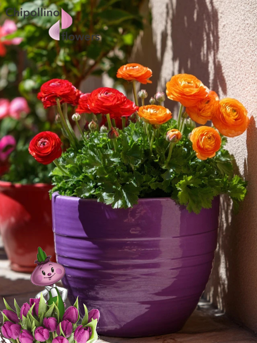 Луковицы цветов, chipollino flowers, TWIN, ранункулюс RED 5 ШТ / ранункулюс ORANGE 5 ШТ (10 луковиц)