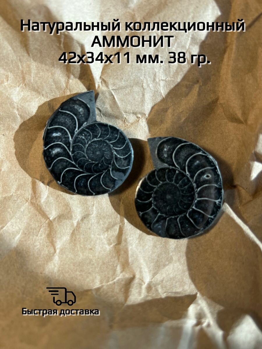 Две половинки отполированных срезов природного аммонита